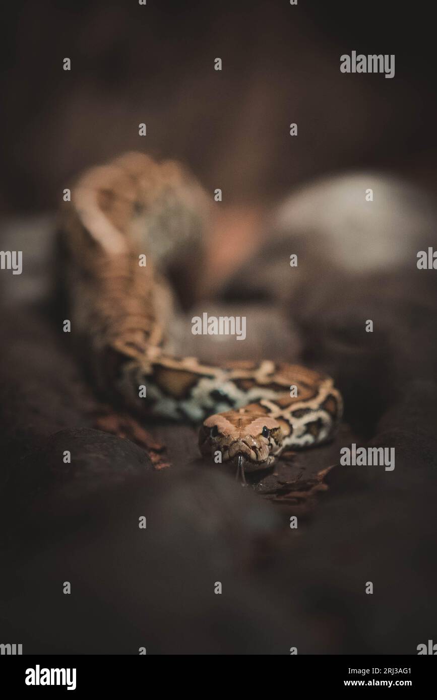 Hiss snake hi-res stock photography and images - Alamy