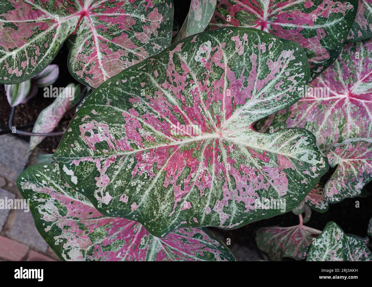 Caladium tricolor hi-res stock photography and images - Alamy