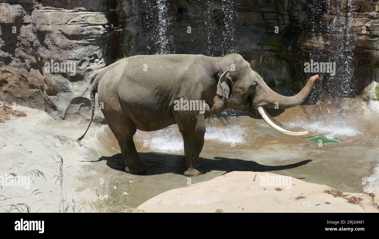 Los Angeles, California, USA 20th July 2023 Elephant Billy with ...