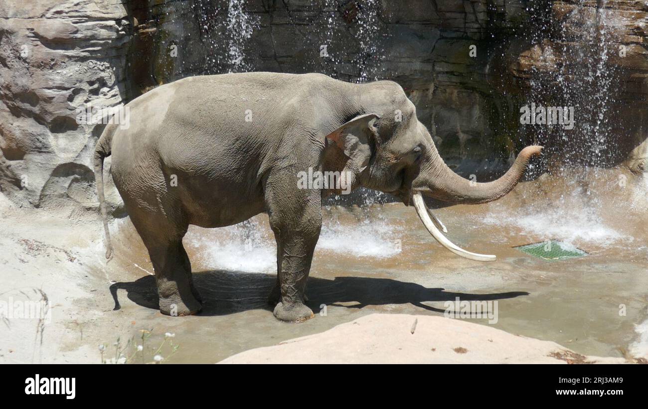 Los Angeles, California, USA 20th July 2023 Elephant Billy with ...