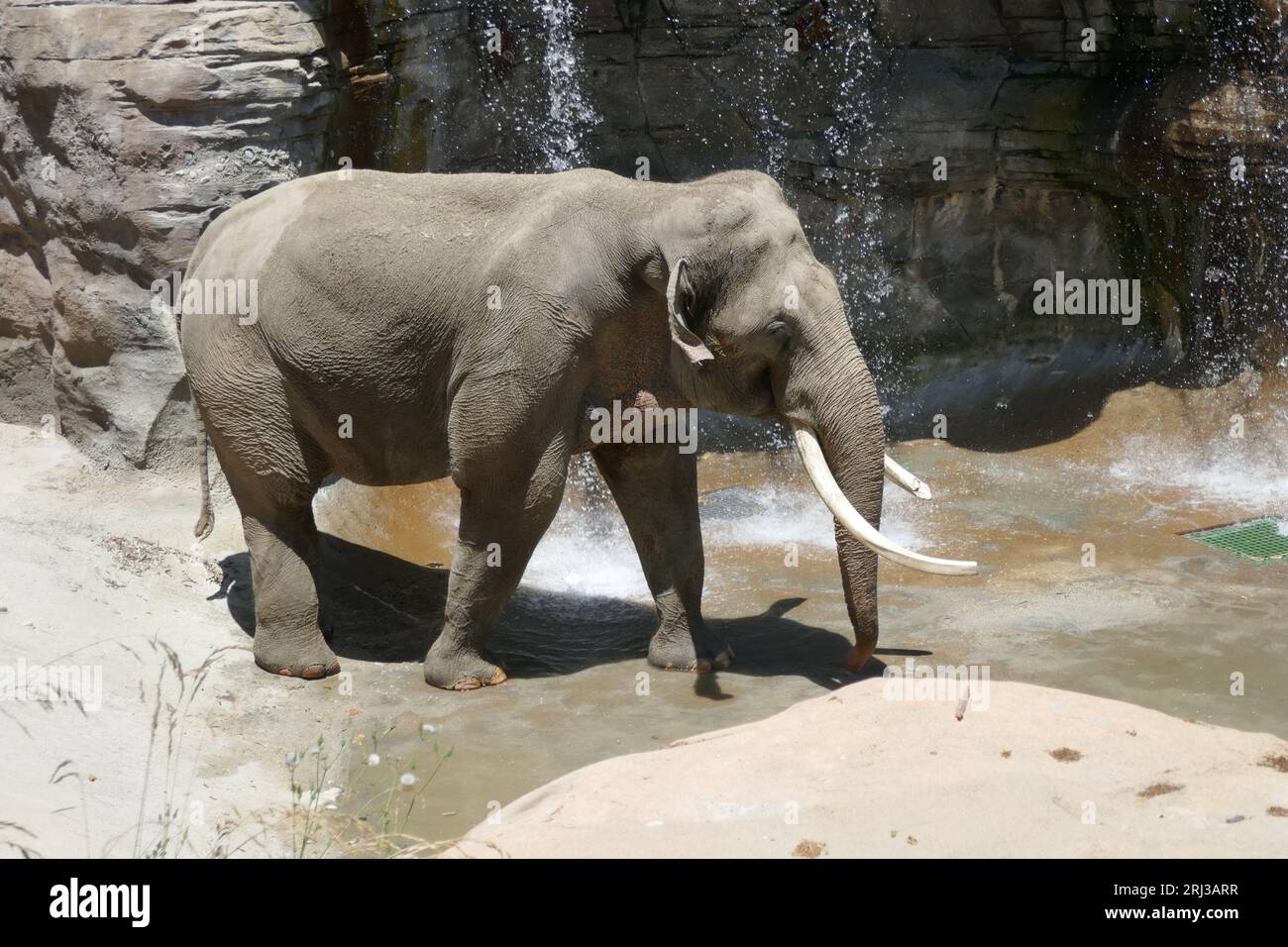 Los Angeles, California, USA 20th July 2023 Elephant Billy with ...