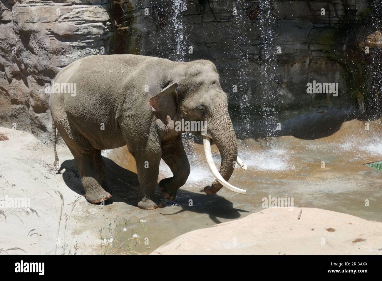 Los Angeles, California, USA 20th July 2023 Elephant Billy with ...