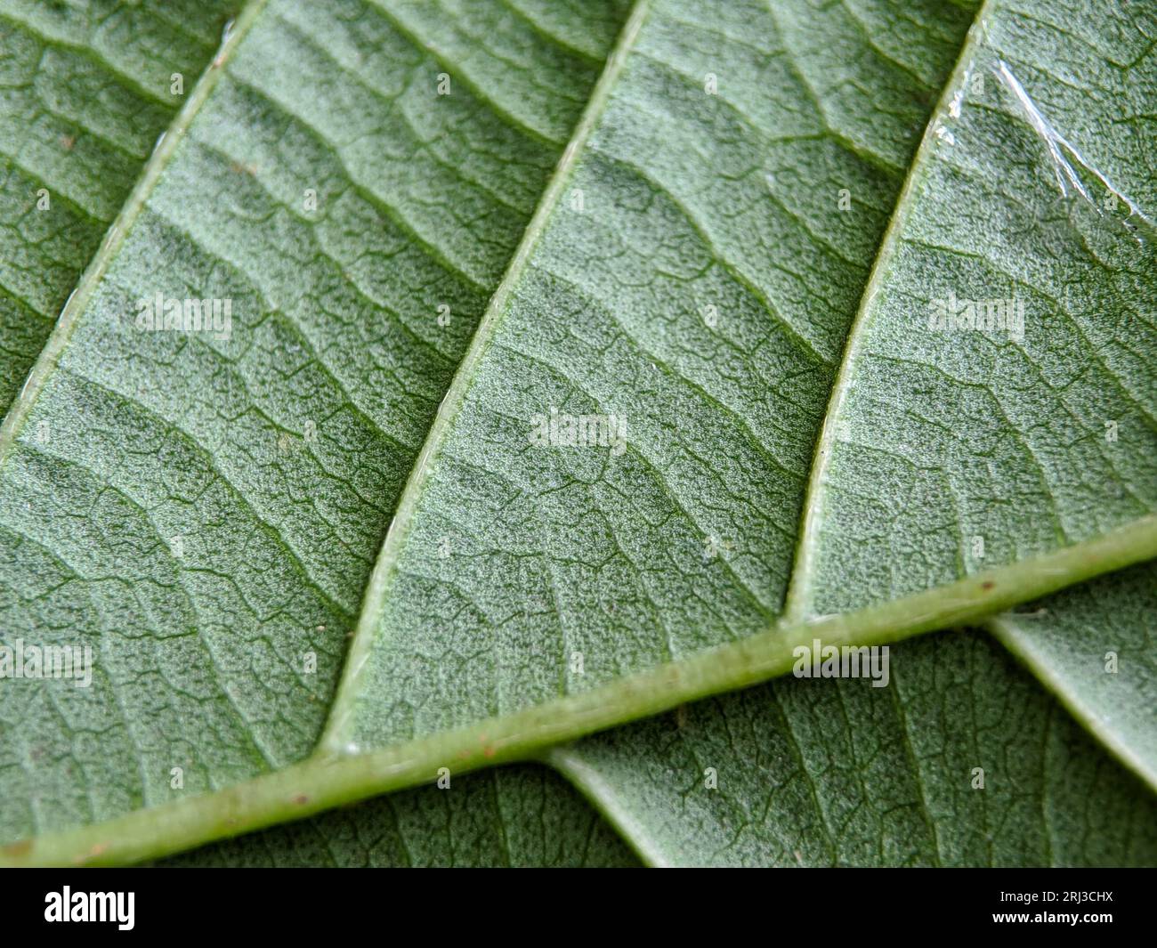 Macroscopic structure hi-res stock photography and images - Alamy