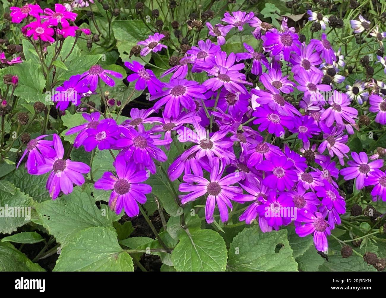 A vibrant Cineraria flower standing out amongst a lush background of ...
