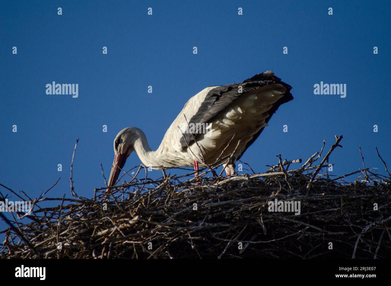 adult stork in her nest Stock Photo - Alamy
