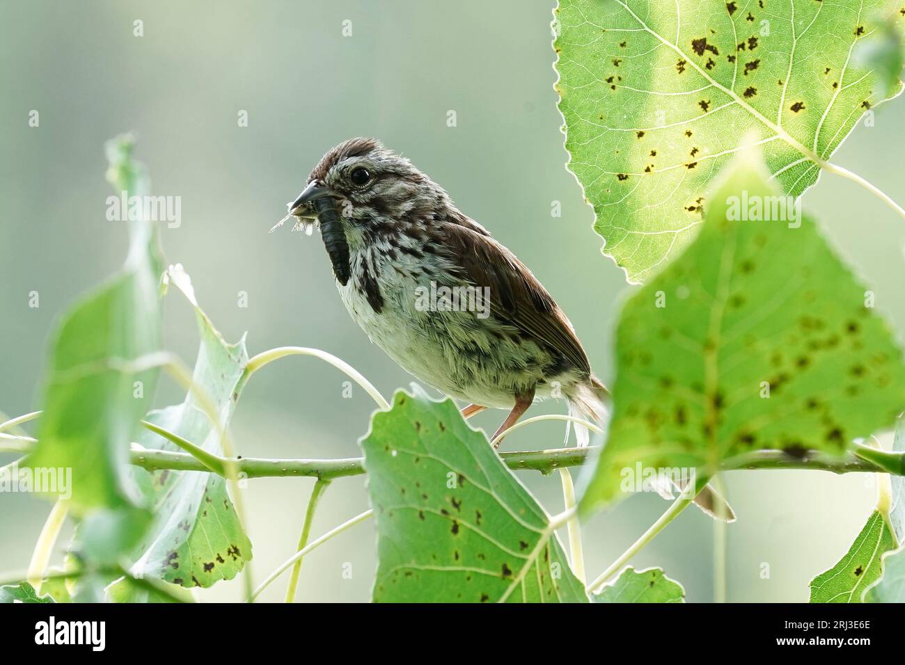 Sparrow nature hi-res stock photography and images - Alamy