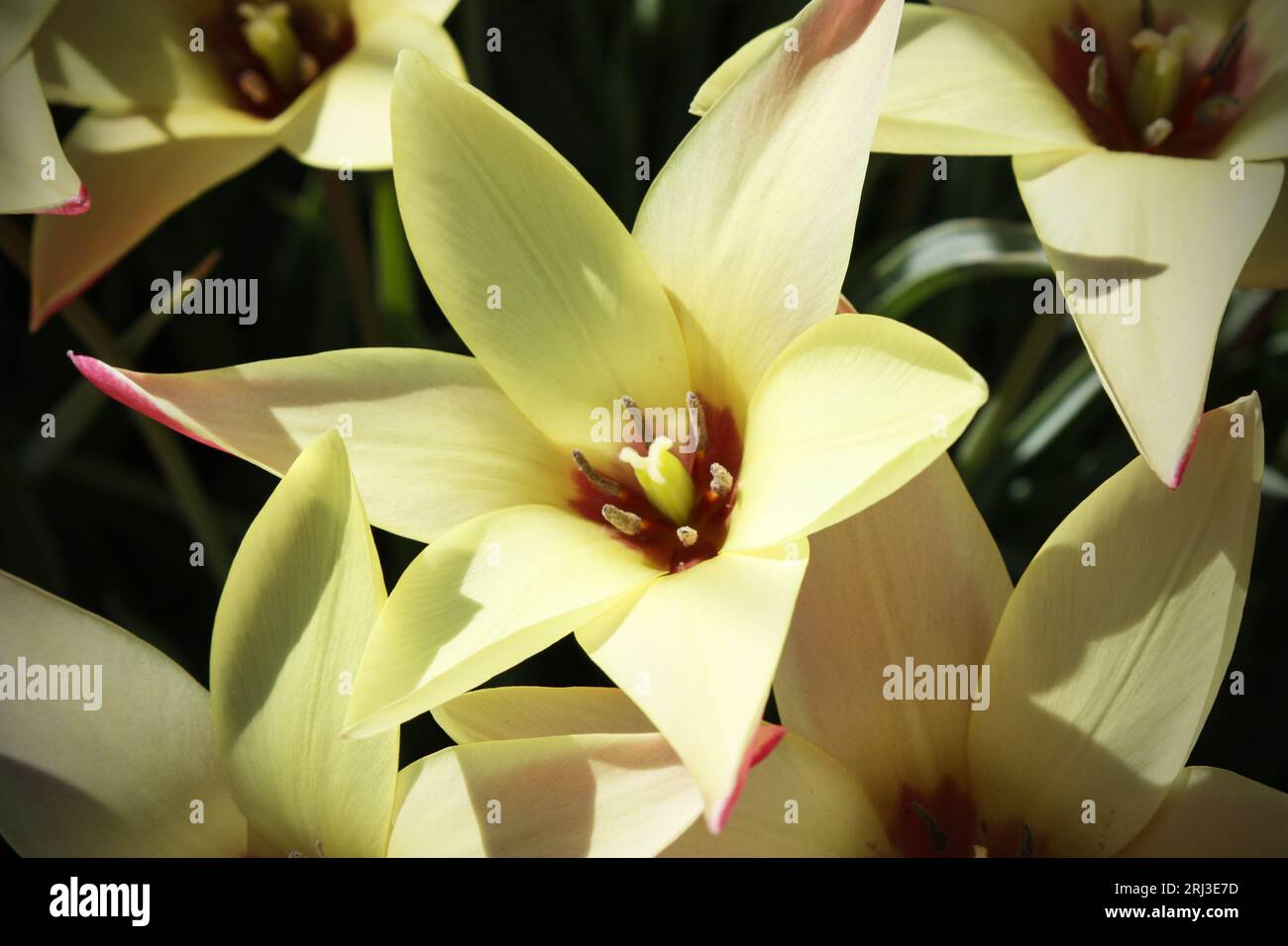 Cynthia rose hi-res stock photography and images - Alamy