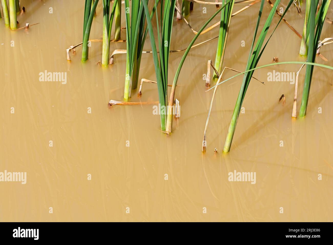 Muddy pond mexico hi-res stock photography and images - Alamy