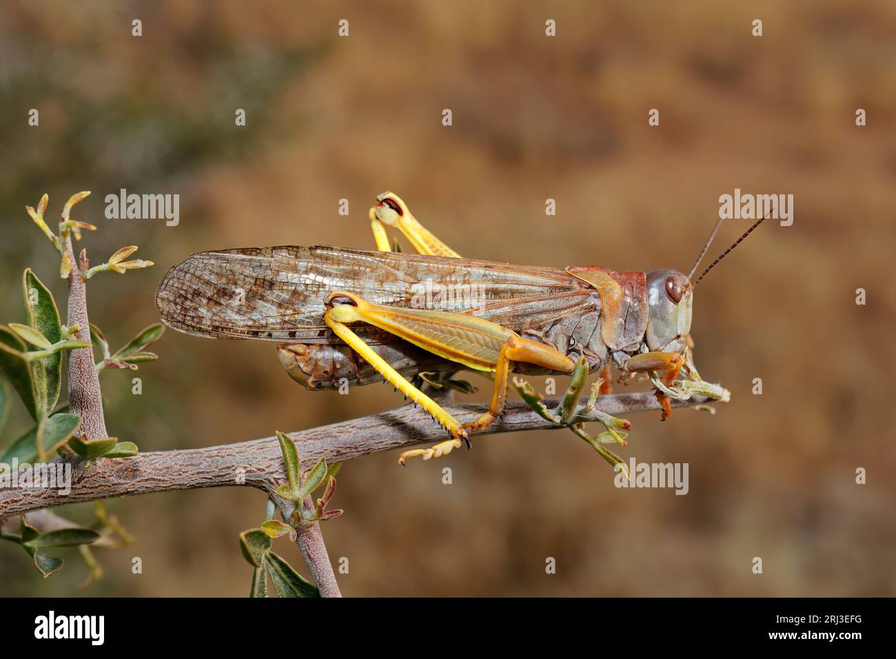 A brown locusts (Locustana pardalina) sitting on a branch, South Africa ...