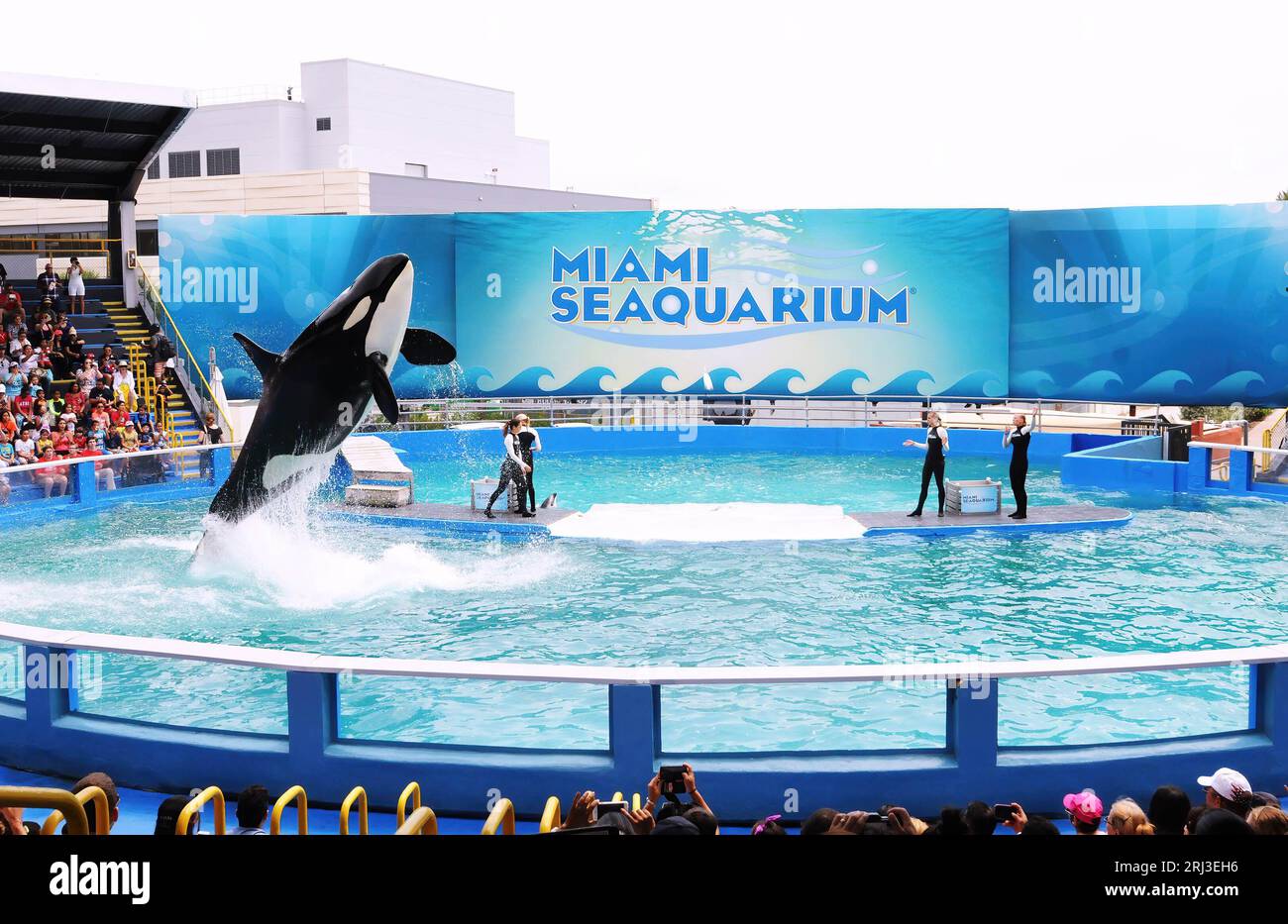 Killer whale Lolita performs at Miami Seaquarium in Key Biscayne. The ...