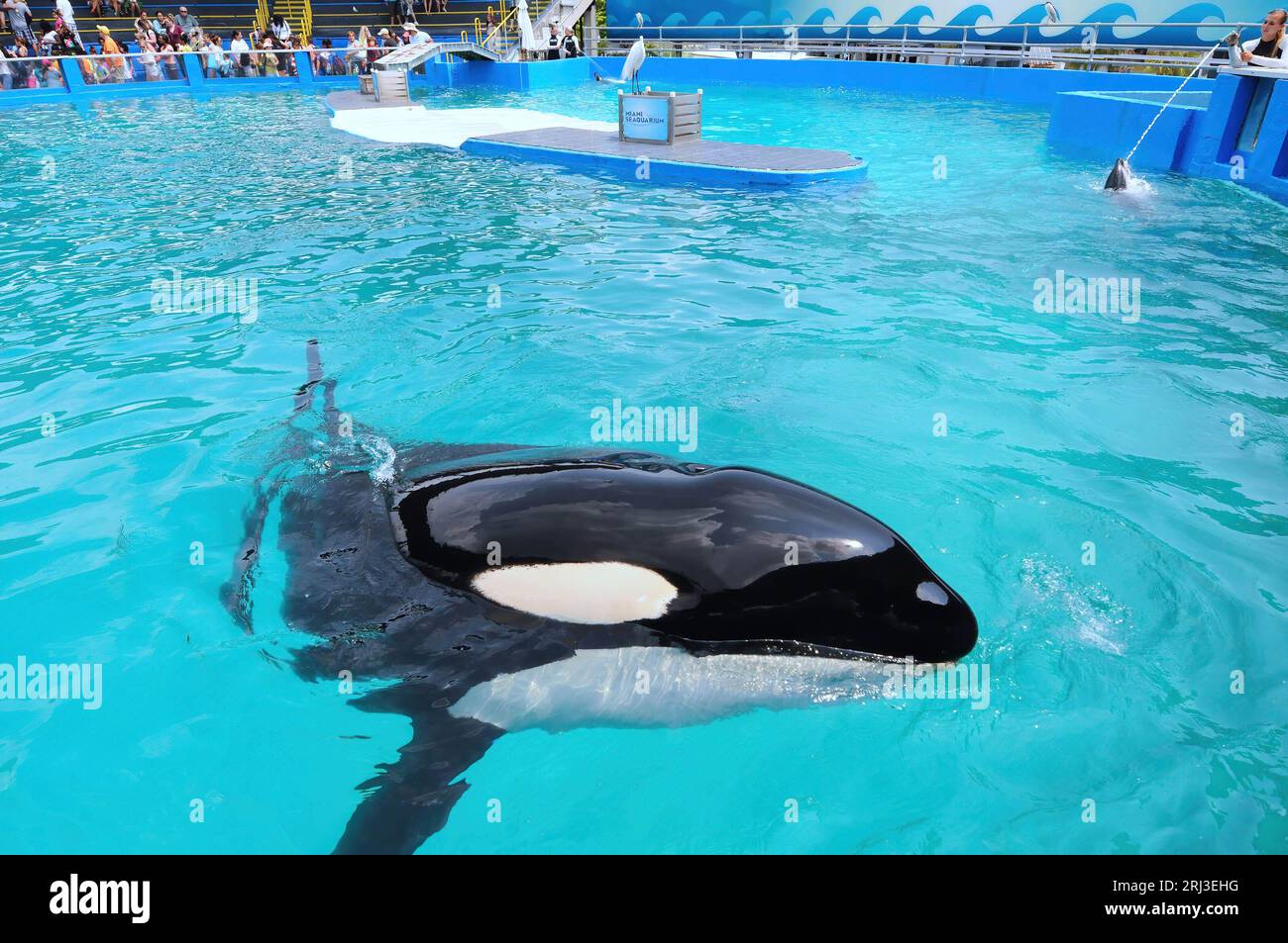 Killer whale Lolita performs at Miami Seaquarium in Key Biscayne. The orca, who has been in ...