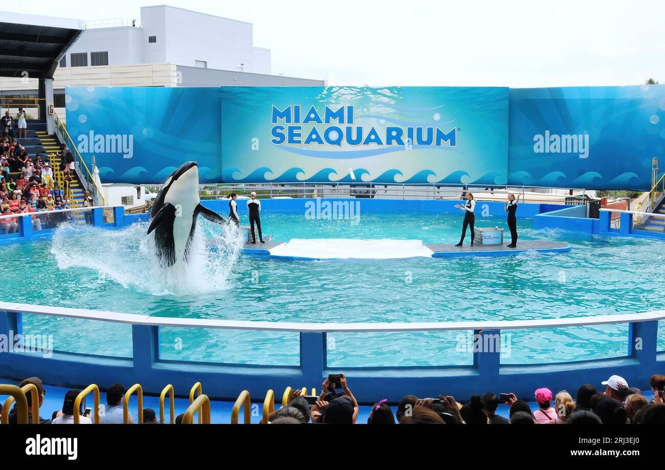 Killer whale Lolita performs at Miami Seaquarium in Key Biscayne. The ...