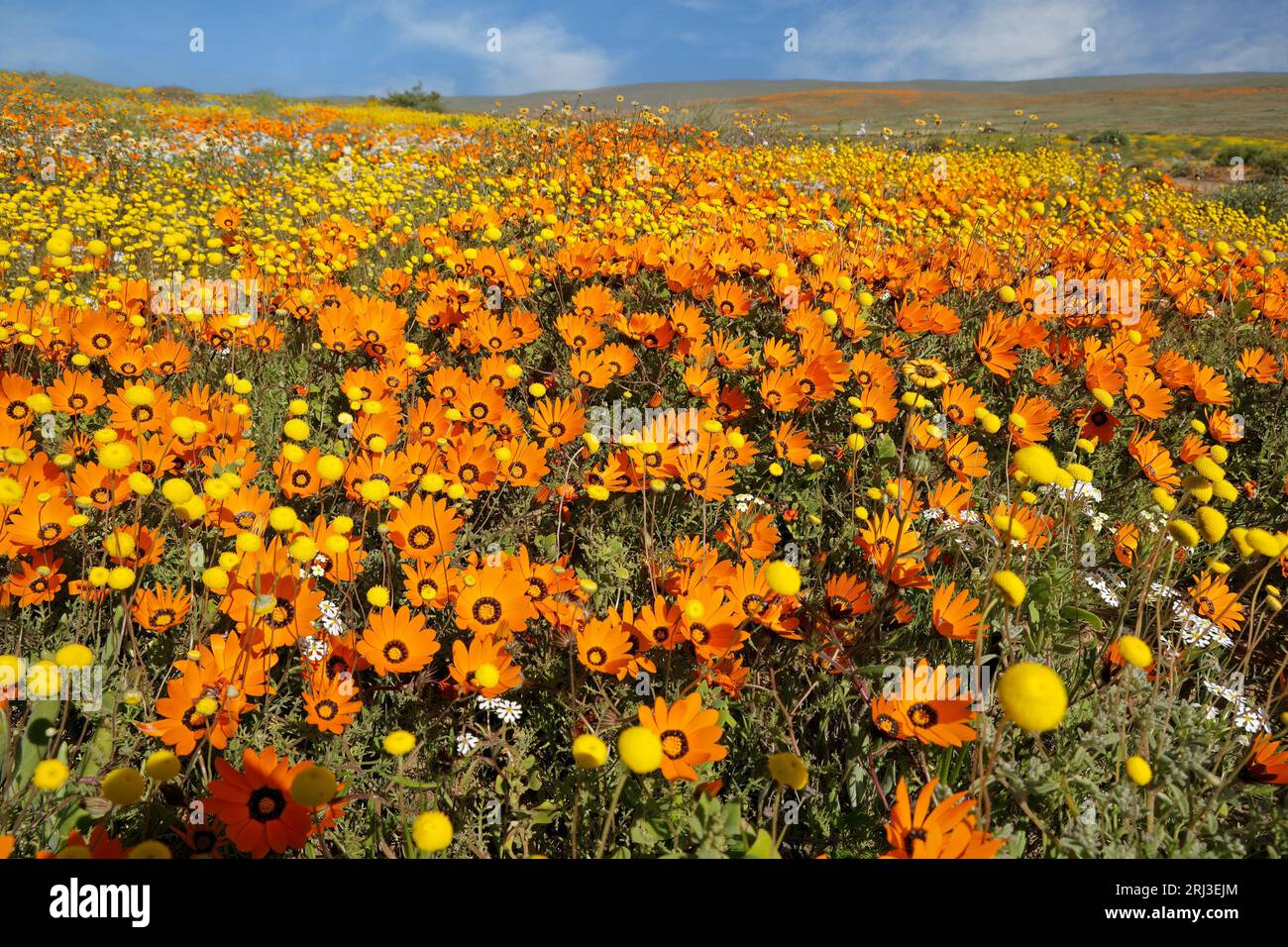 Colorful blooming Namaqualand daisies (Dimorphotheca sinuata) Northern ...