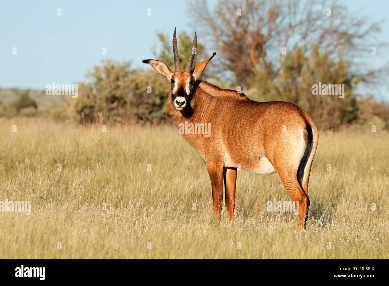 A rare roan antelope (Hippotragus equinus) in natural habitat, South ...