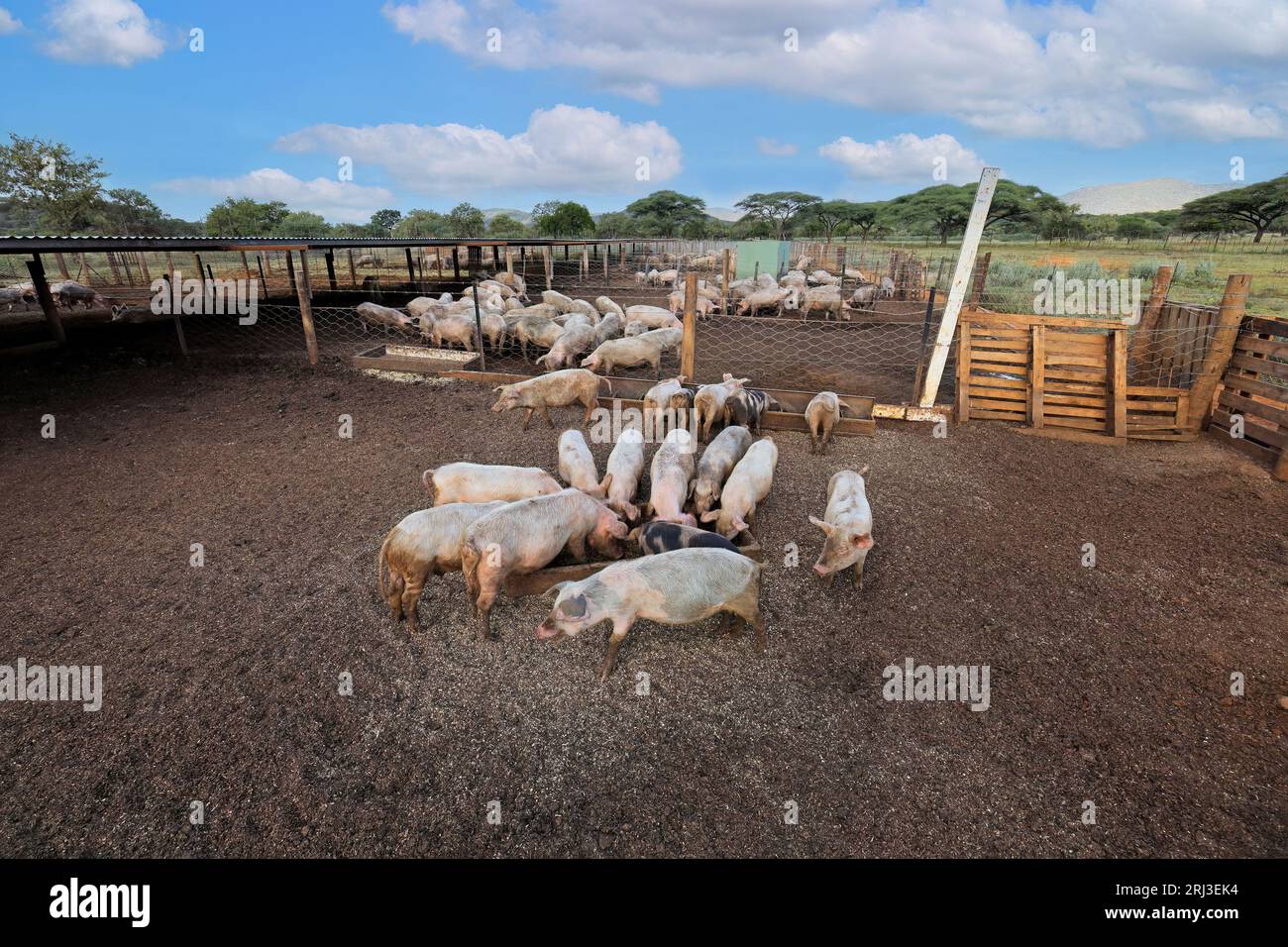 Pigs feeding in pens on a rural pig farm of rural Namibia Stock Photo ...