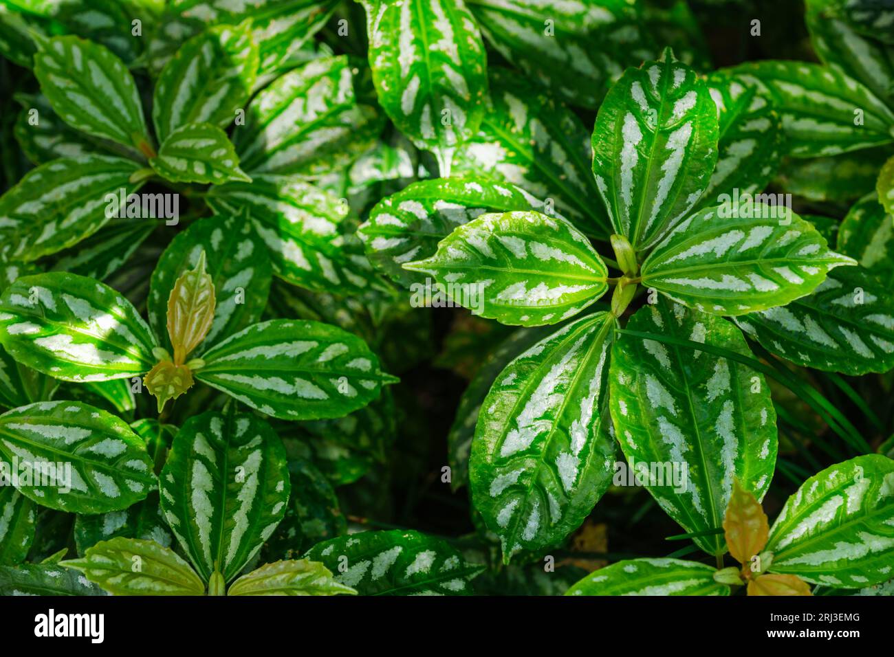 Aluminium plant aka Pilea cadierei leaves close up Stock Photo - Alamy