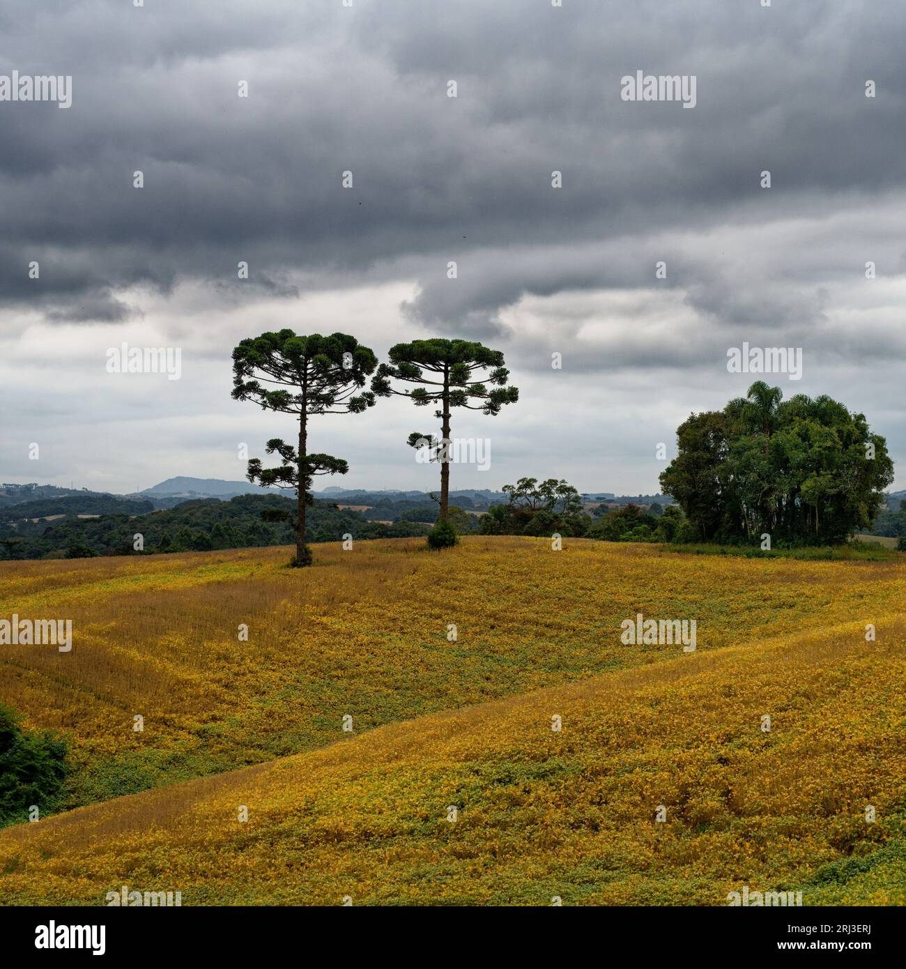 Campo magro brazil hi-res stock photography and images - Alamy