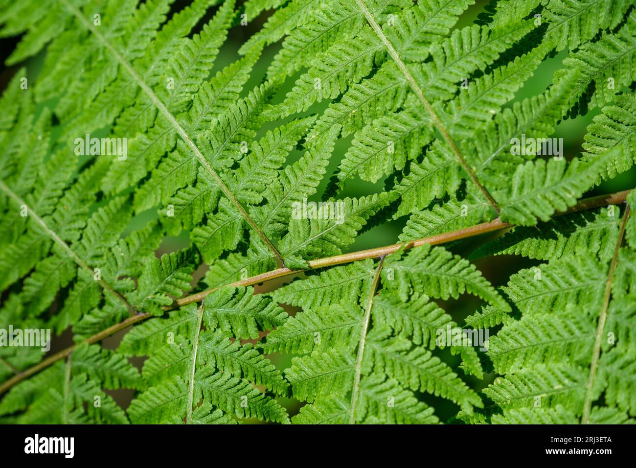 Mariana Maiden Fern aka Swordfern aka False Maiden Fern close up Stock ...