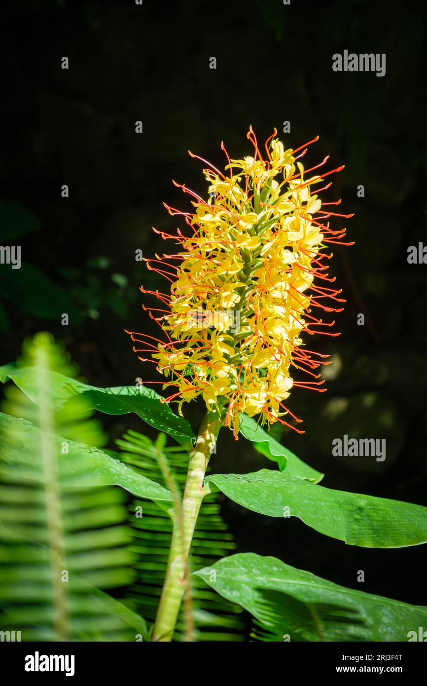 Hedychium gardnerianum aka the Kahili ginger, Kahila garland-lily or ...