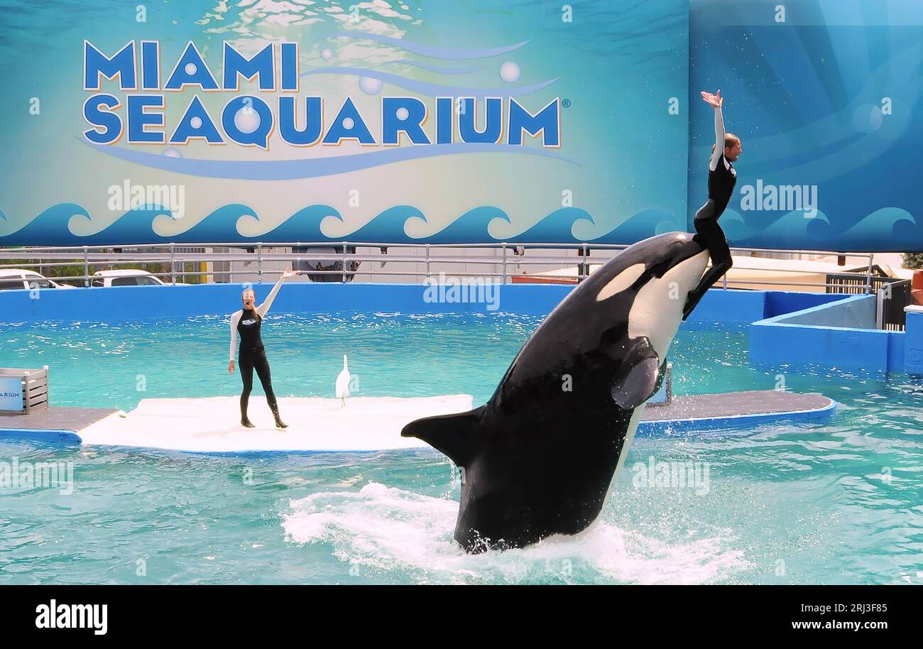 Key Biscayne, Florida, USA. 26th Mar, 2015. Killer whale Lolita ...