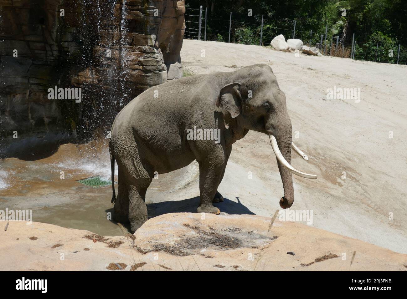 Los Angeles, California, USA 20th July 2023 Elephant Billy with ...