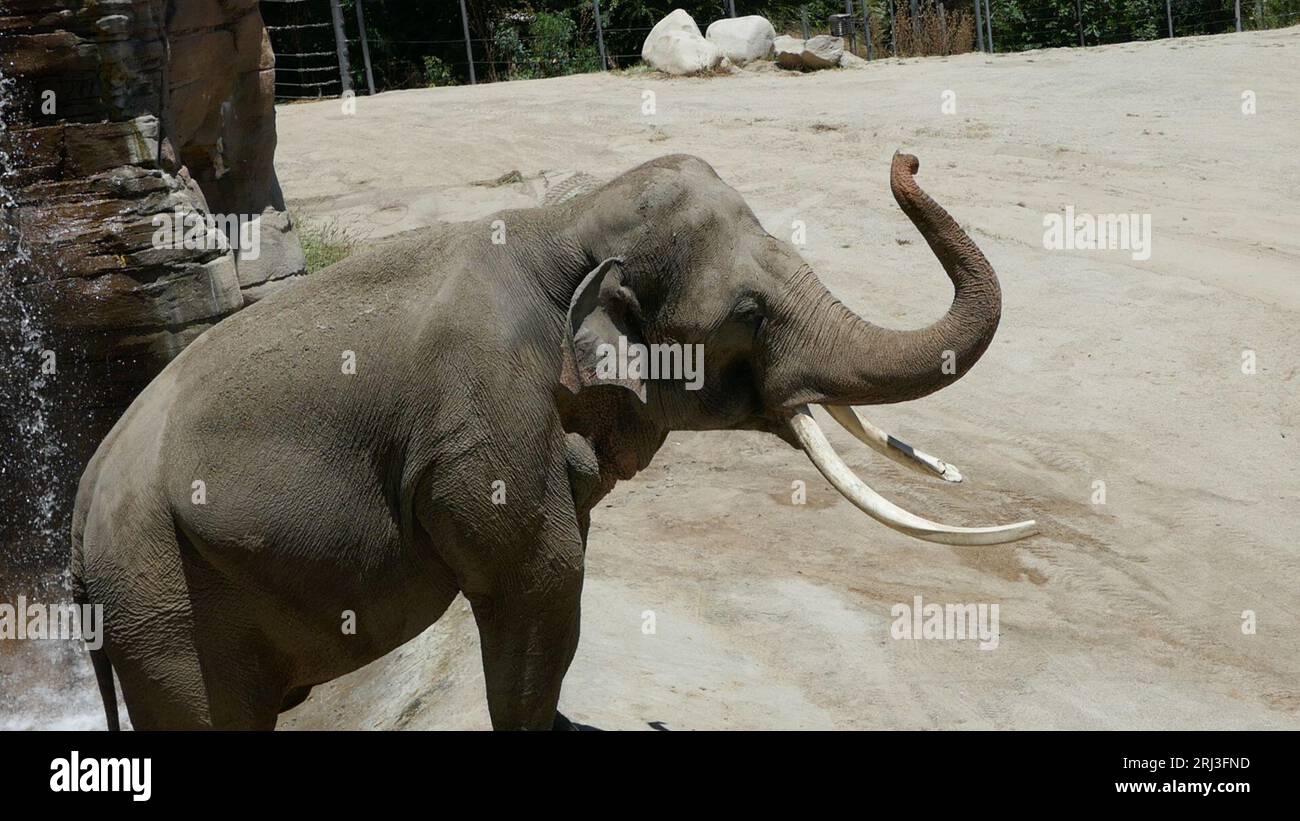 Los Angeles, California, USA 20th July 2023 Elephant Billy with ...