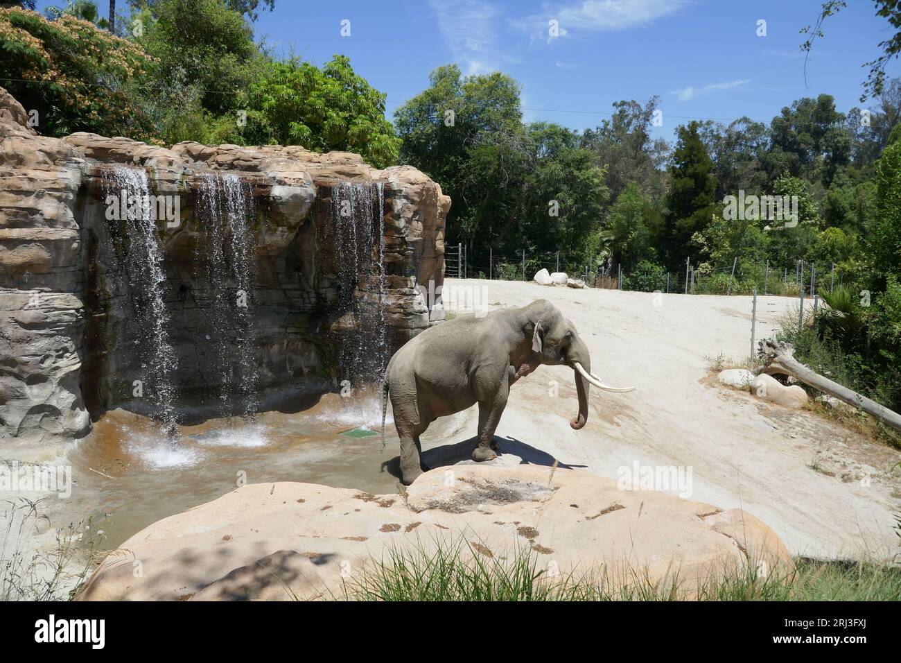 Los Angeles, California, USA 20th July 2023 Elephant Billy with ...