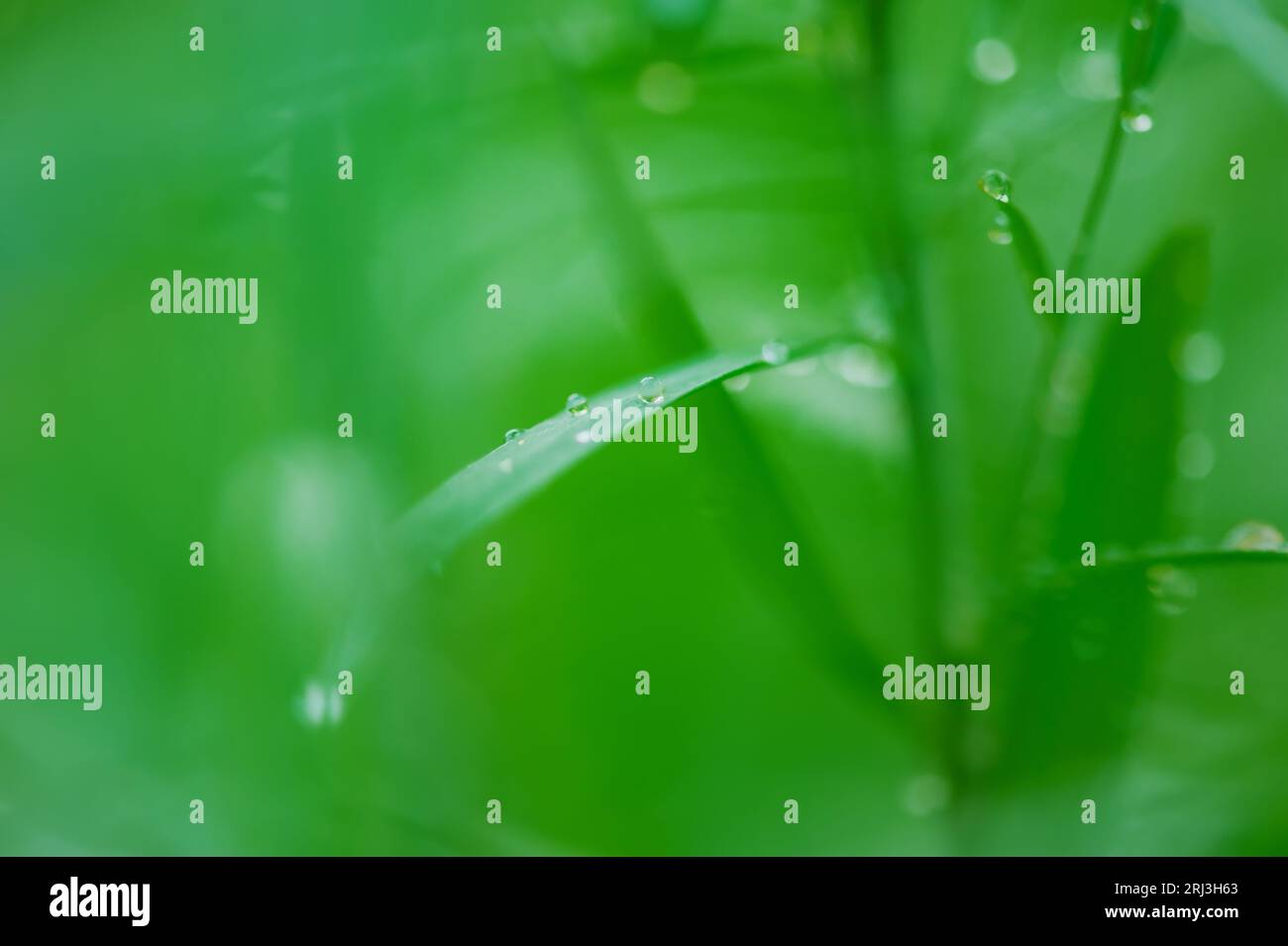 Narrow green leaf hi-res stock photography and images - Alamy