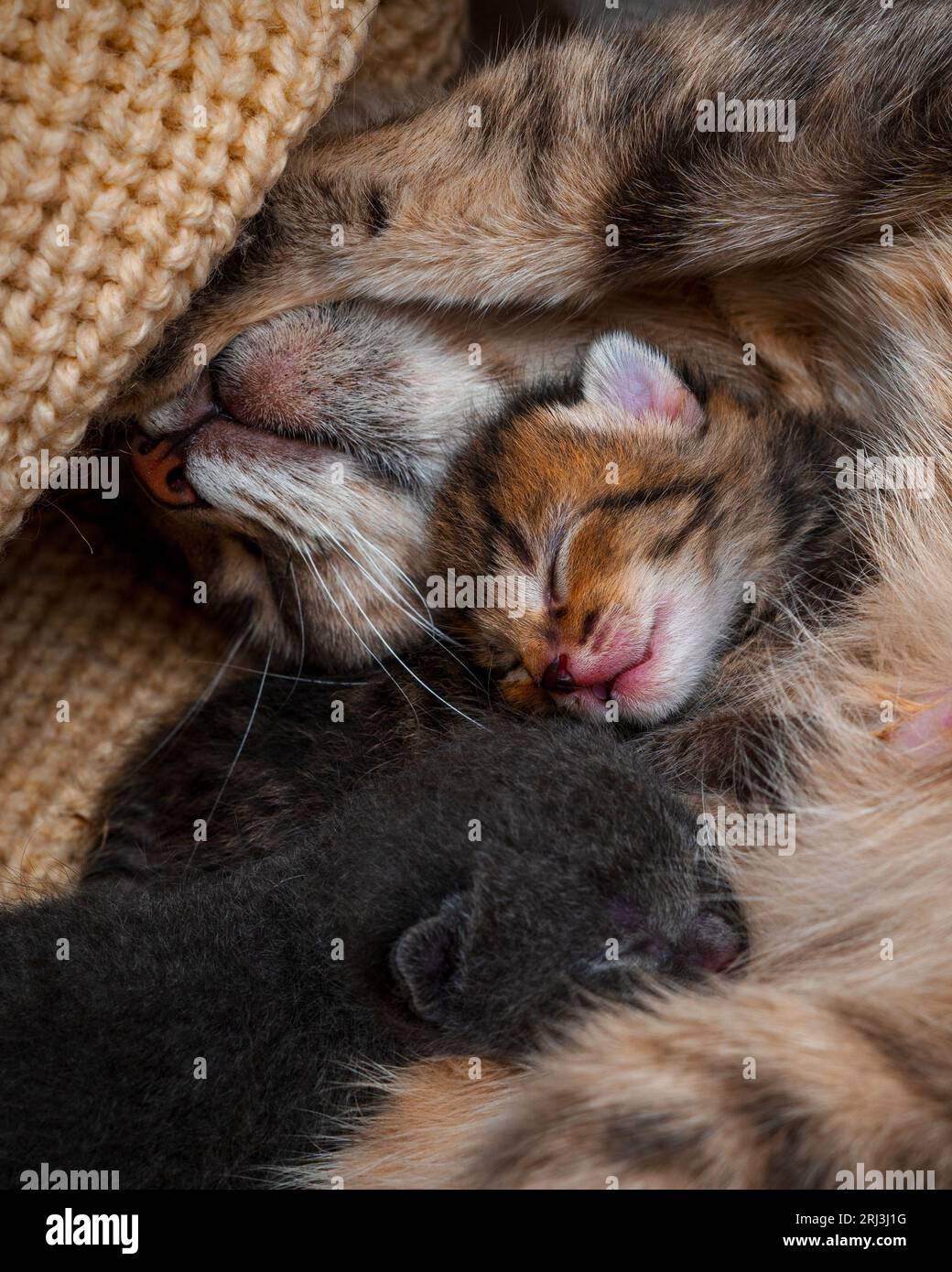 A mother cat relaxes in bed with her cute kitten snuggled up beside her ...