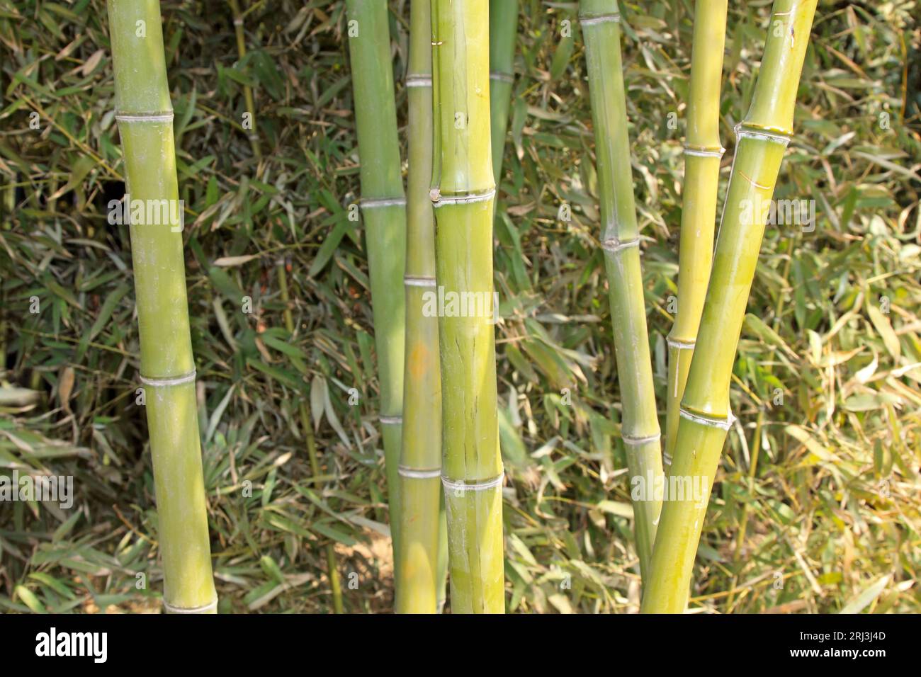Pale bamboo leaves hi-res stock photography and images - Alamy