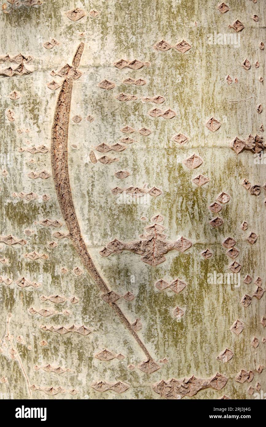 Structure poplar bark texture hi-res stock photography and images - Alamy