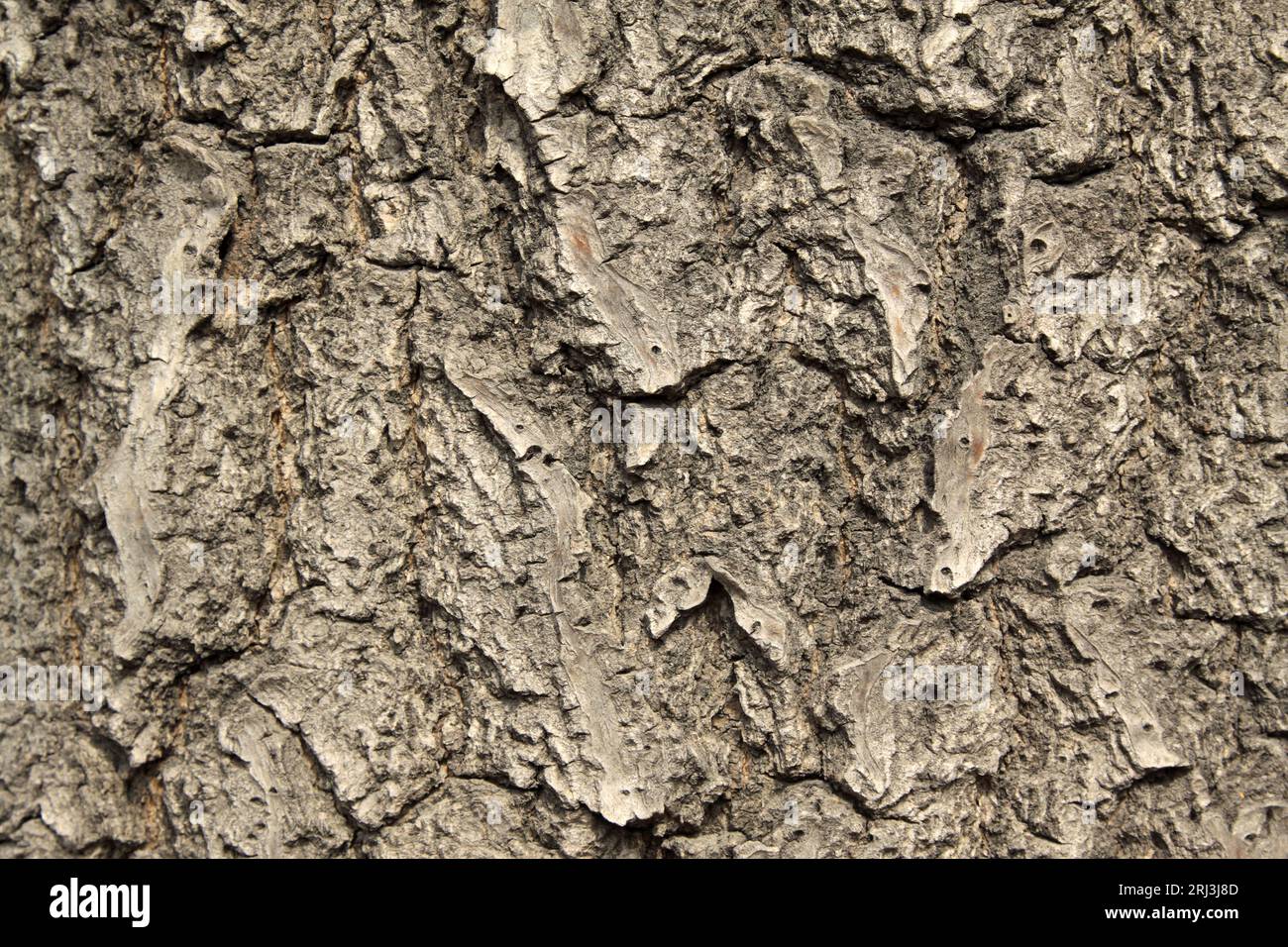 Structure poplar bark texture hi-res stock photography and images - Alamy