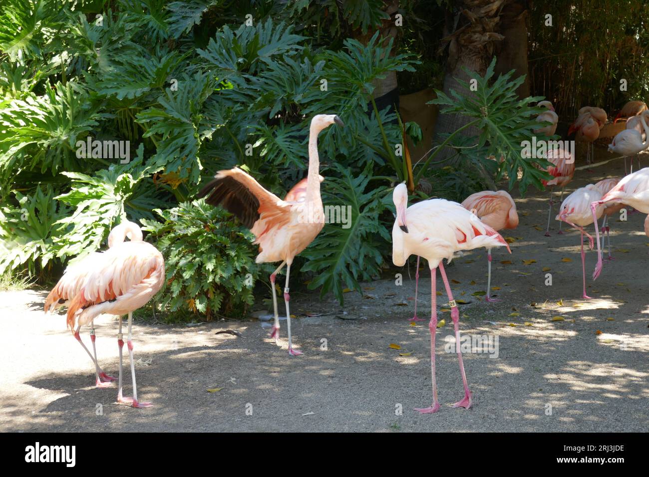 Los Angeles, California, USA 20th July 2023 Flamingos at LA Zoo on July ...