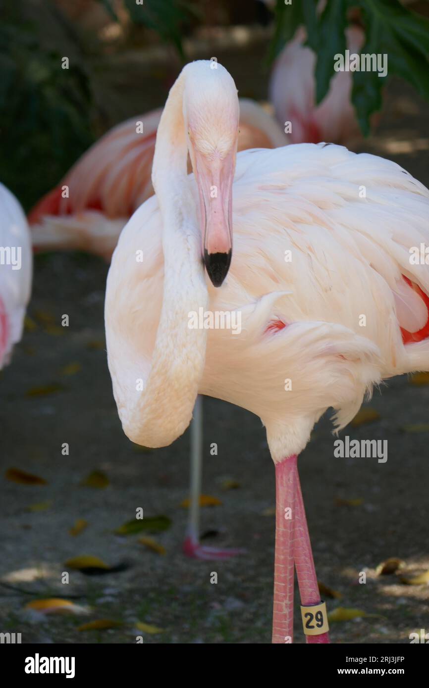 Los Angeles, California, USA 20th July 2023 Flamingos LA Zoo on July 20 ...