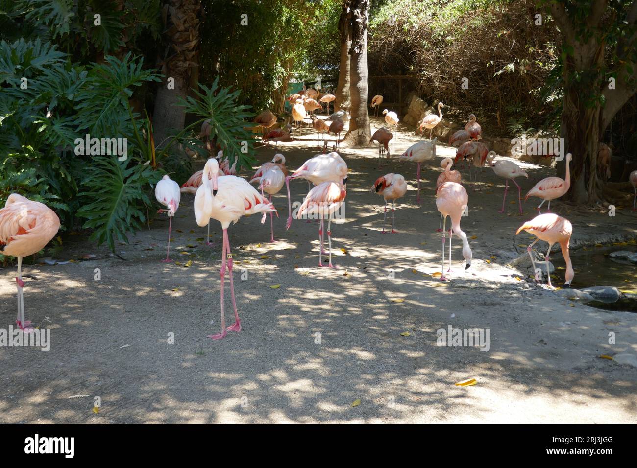 Los Angeles, California, USA 20th July 2023 Flamingos LA Zoo on July 20 ...