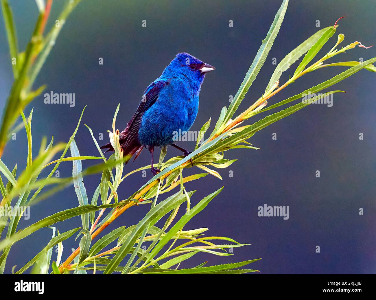 Colorful indigo hi-res stock photography and images - Alamy