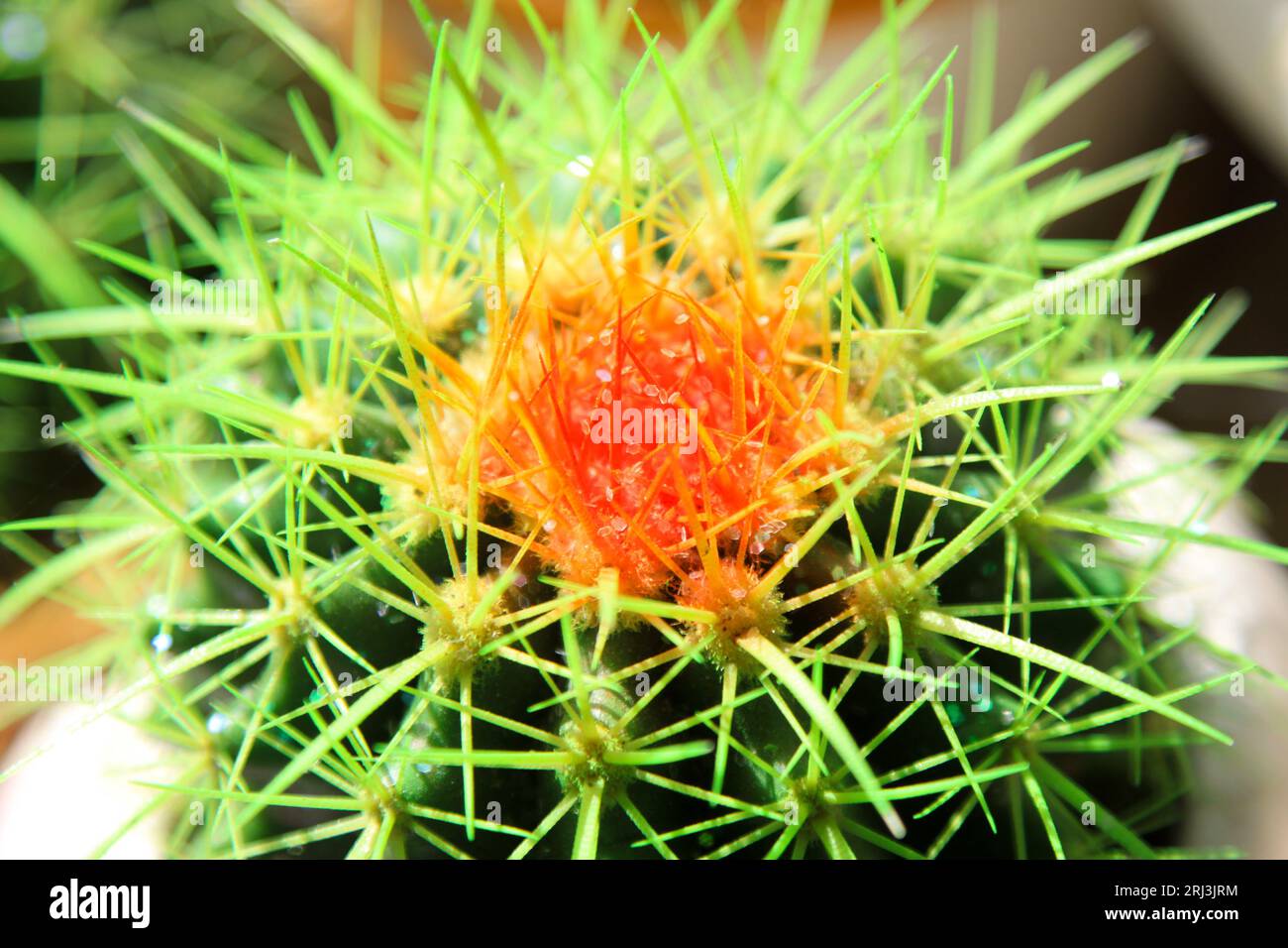 Plants detailed features hi-res stock photography and images - Alamy