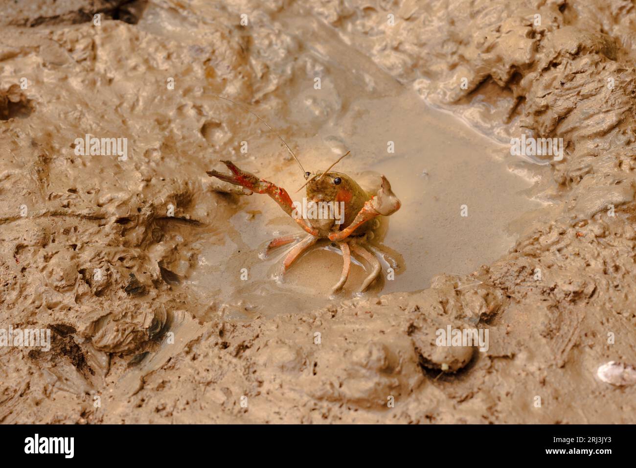 Red swamp crayfish Procambarus clarkii crawling on the muddy bed of a ...