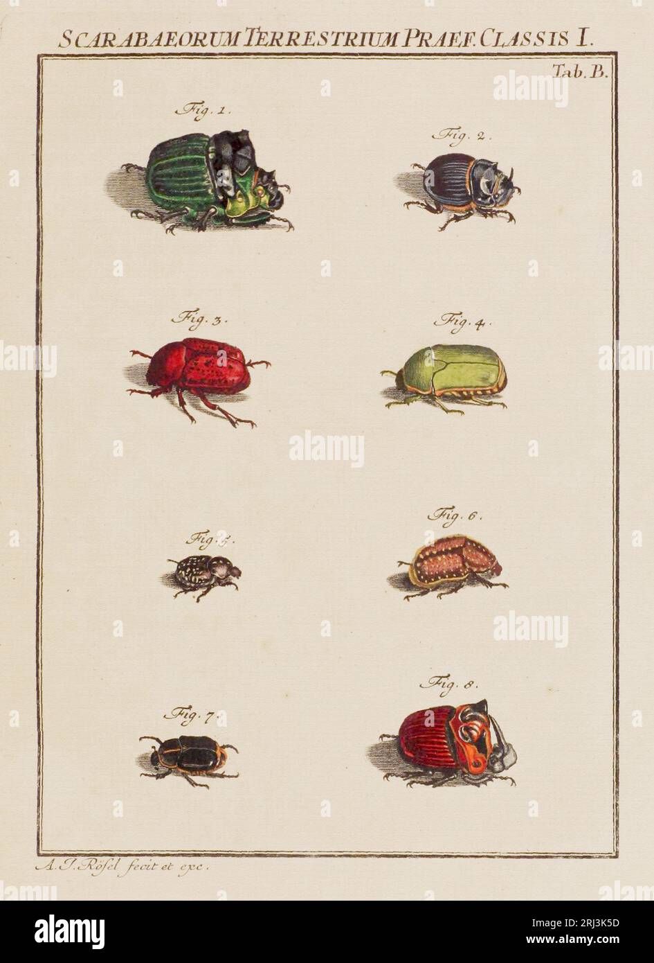 Vintage illustrations of beetles hi-res stock photography and images ...