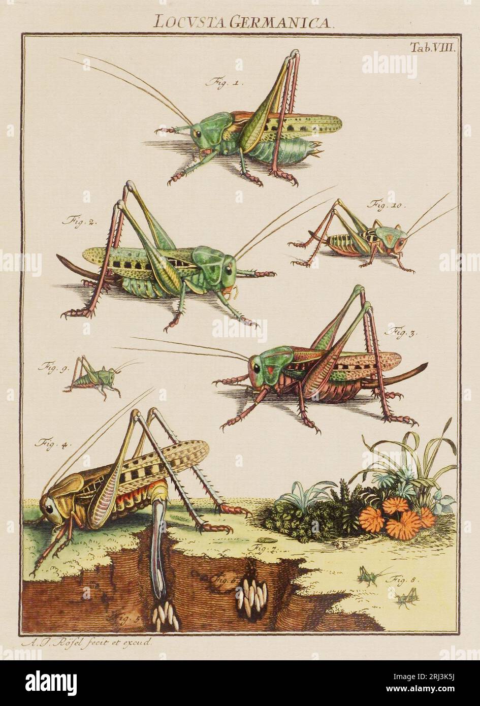 Beautiful representation of entomological art hi-res stock photography ...