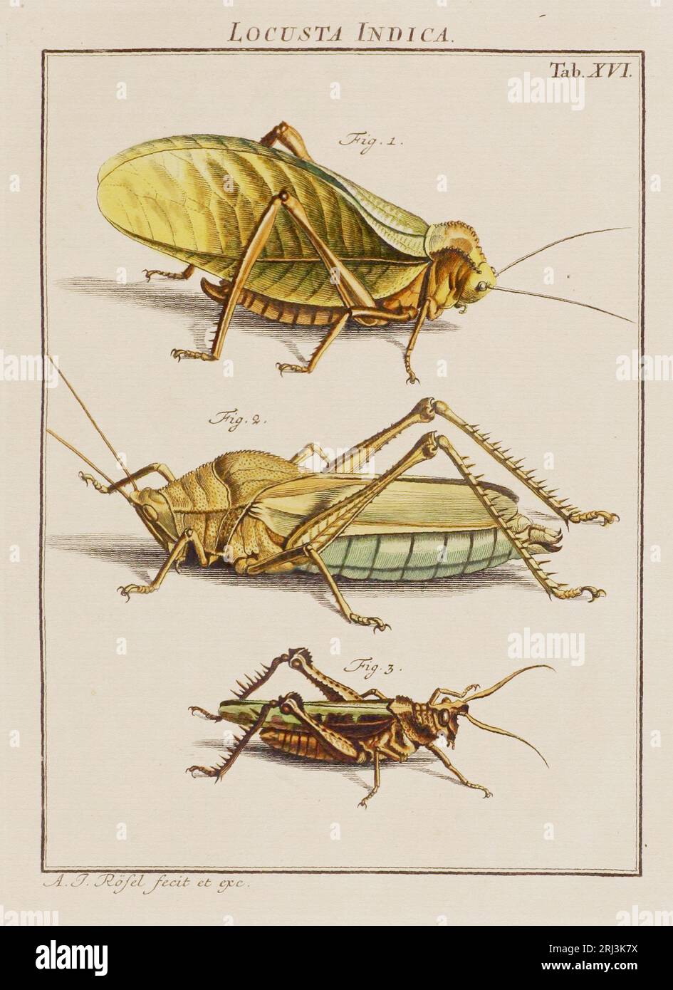 Artistic representation of beetle diversity hi-res stock photography ...