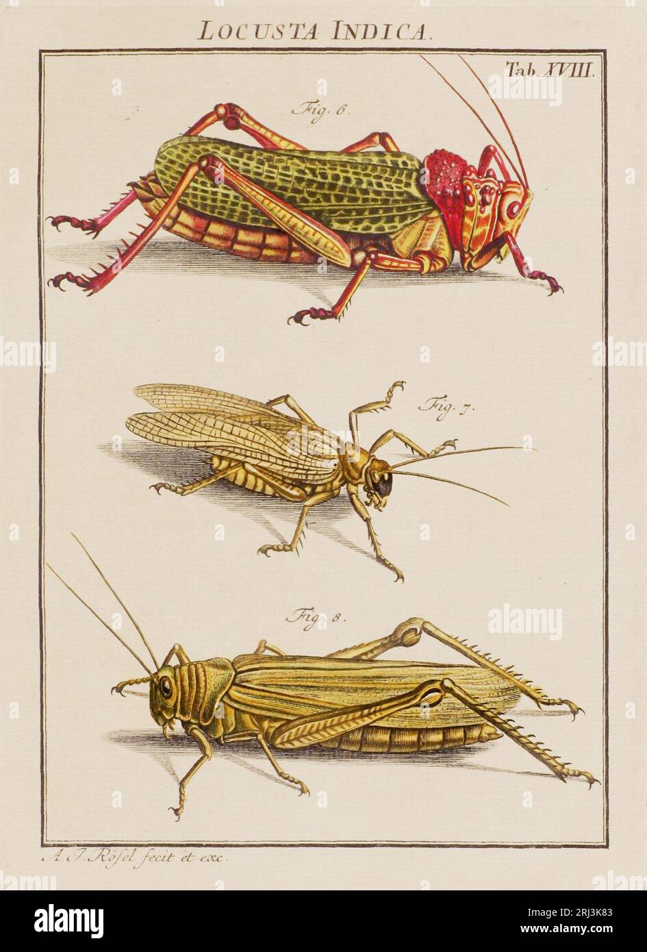Vintage illustrations of beetles hi-res stock photography and images ...