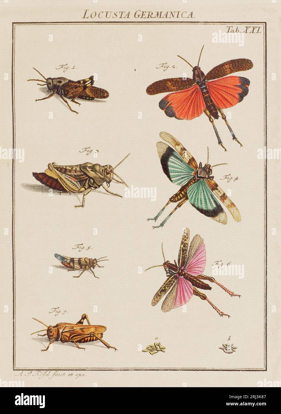 Vintage illustrations of beetles hi-res stock photography and images ...