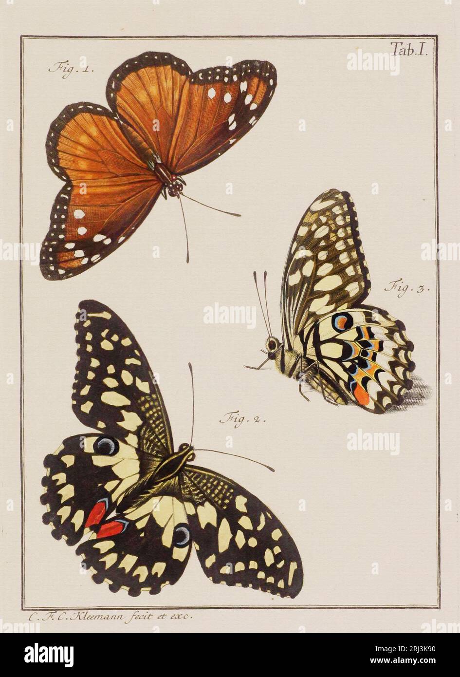 Beautiful representation of entomological art hi-res stock photography ...