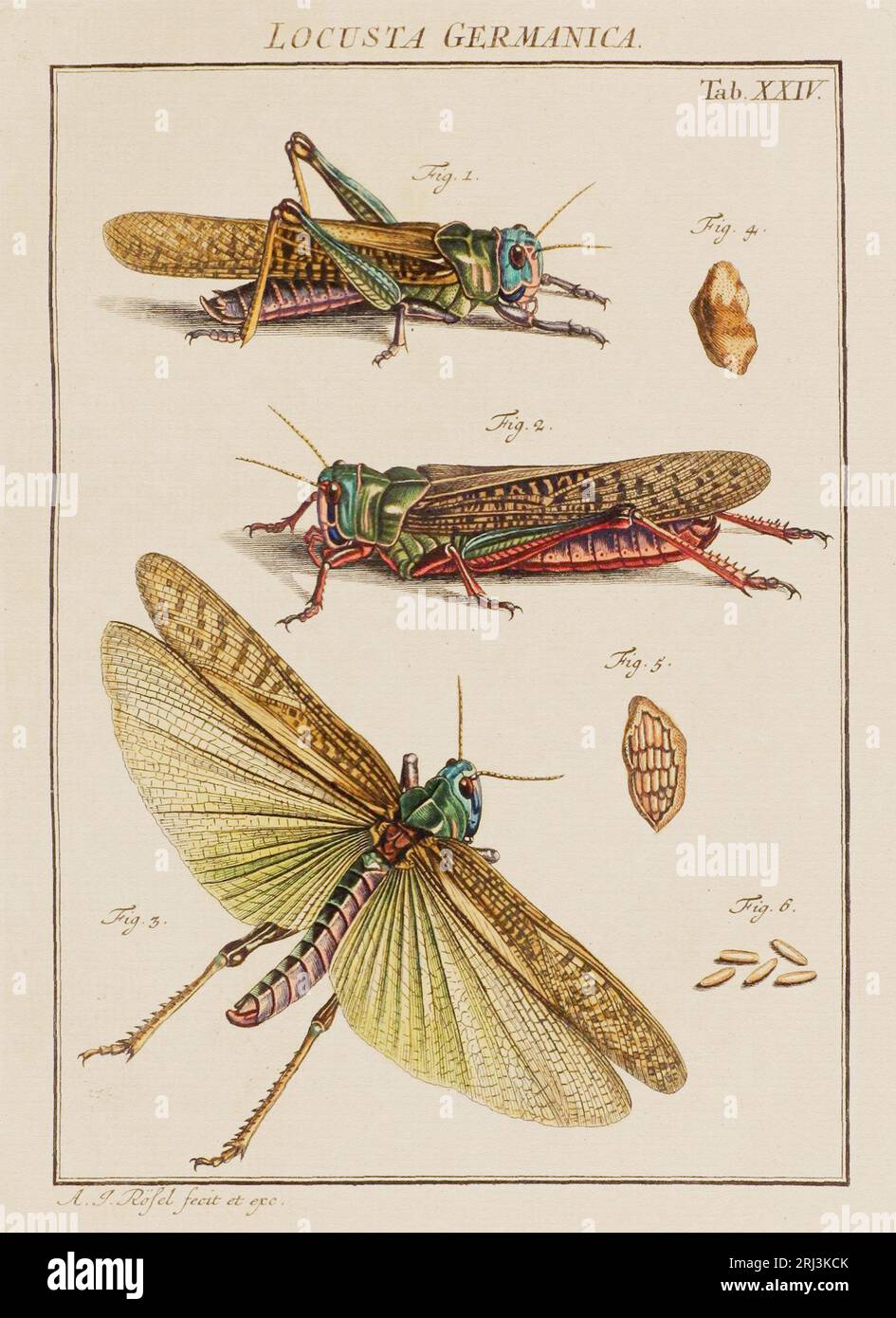 Vintage illustrations of beetles hi-res stock photography and images ...
