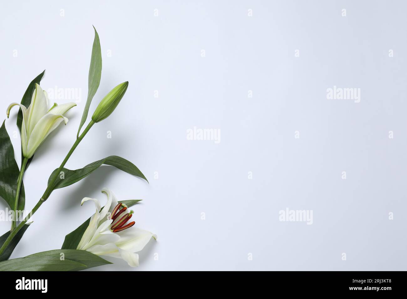 Beautiful lilies on white background, top view with space for text ...