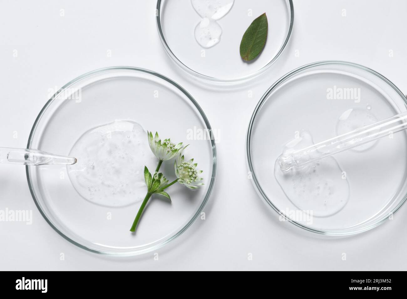 Petri dishes with samples of cosmetic oil, pipette and flowers on white ...