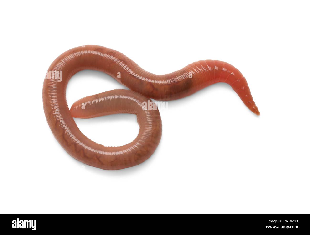 One earthworm isolated on white. Terrestrial invertebrates Stock Photo ...