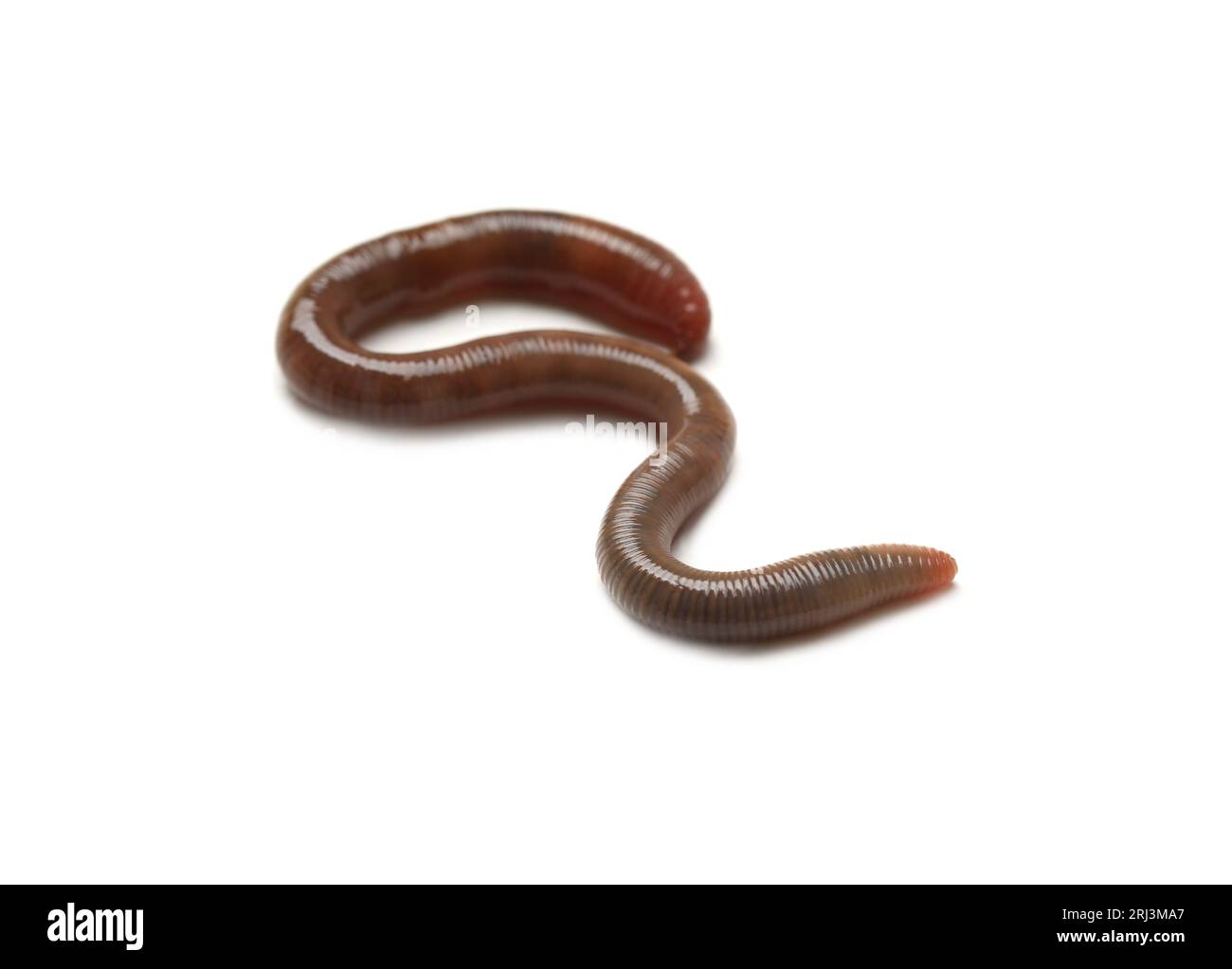One earthworm isolated on white. Terrestrial invertebrates Stock Photo ...