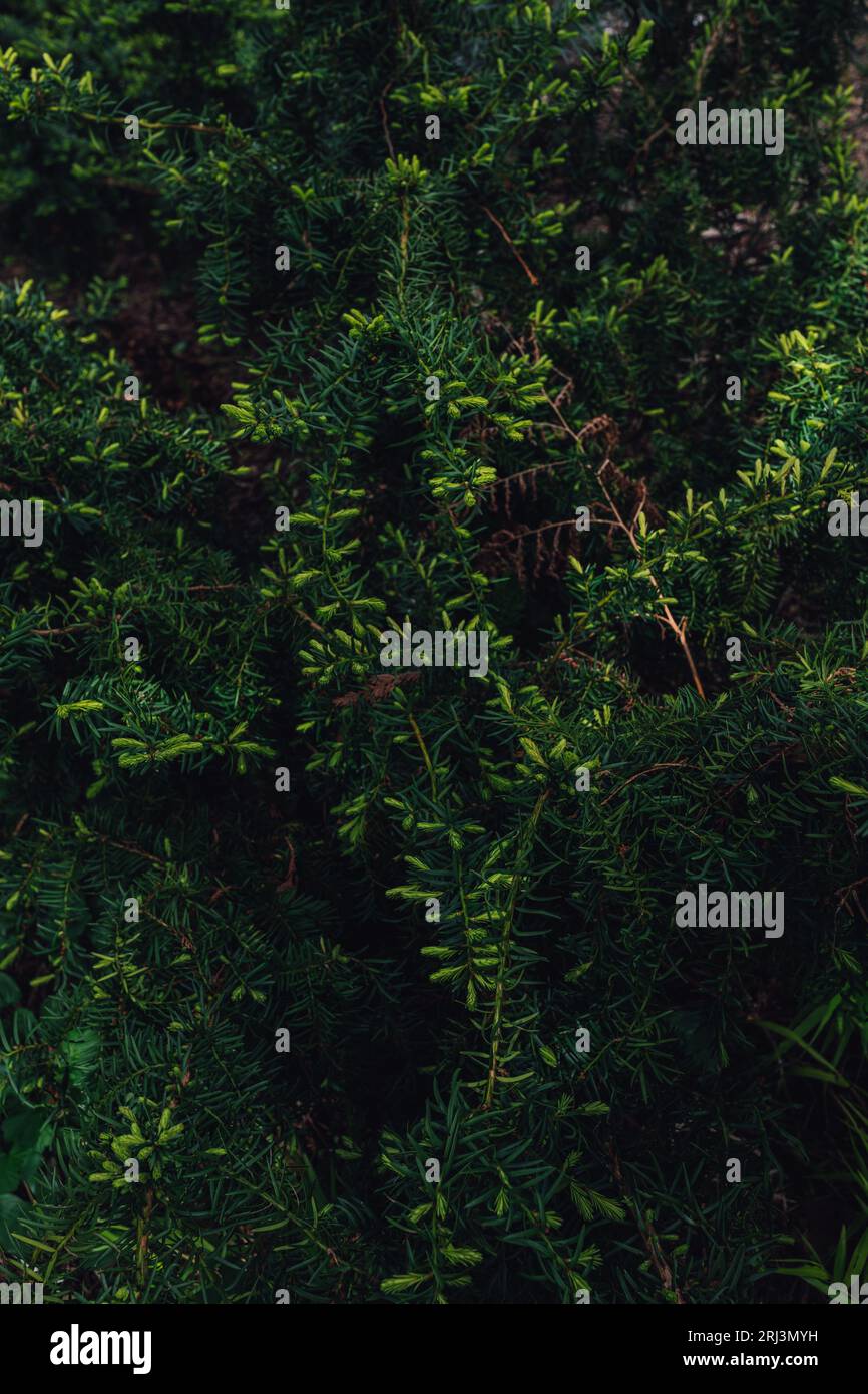 On yew tree hi-res stock photography and images - Alamy